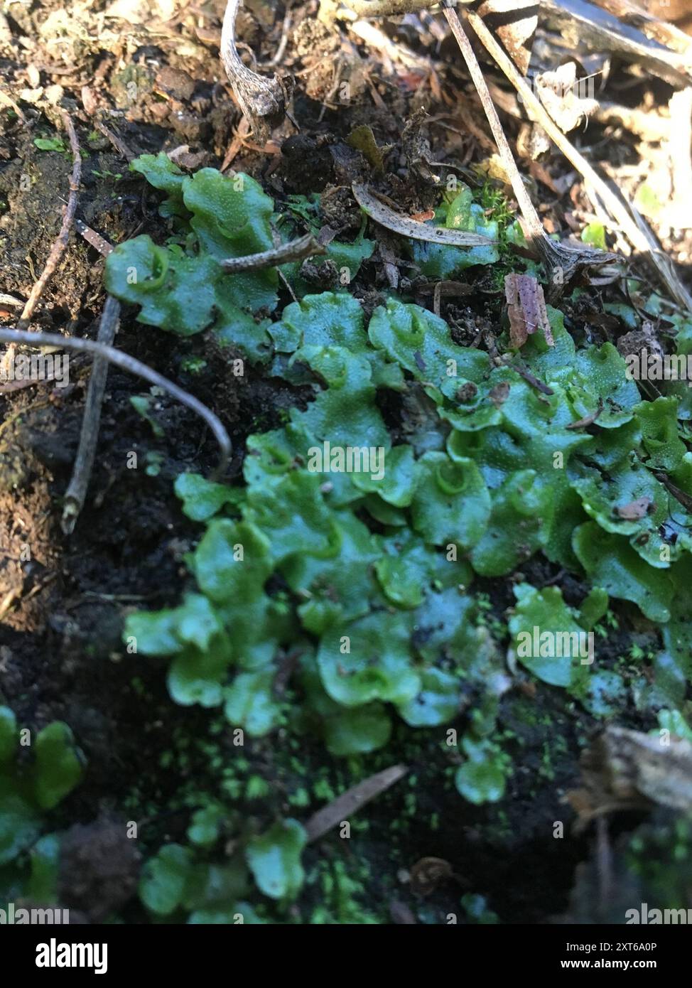 Crescent-cup liverwort (Lunularia cruciata) Plantae Stock Photo - Alamy