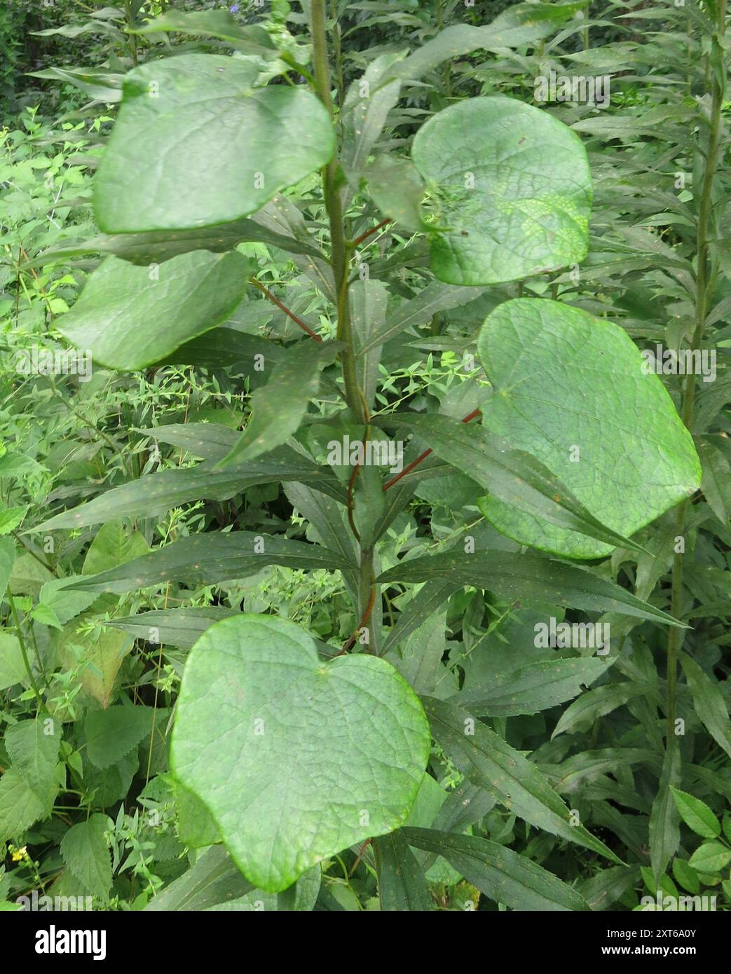 moonseed (Menispermum canadense) Plantae Stock Photo - Alamy
