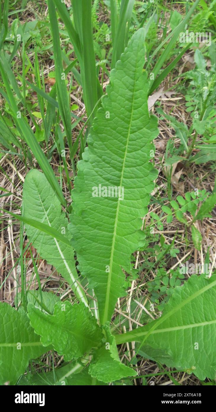 cutleaf teasel (Dipsacus laciniatus) Plantae Stock Photo - Alamy