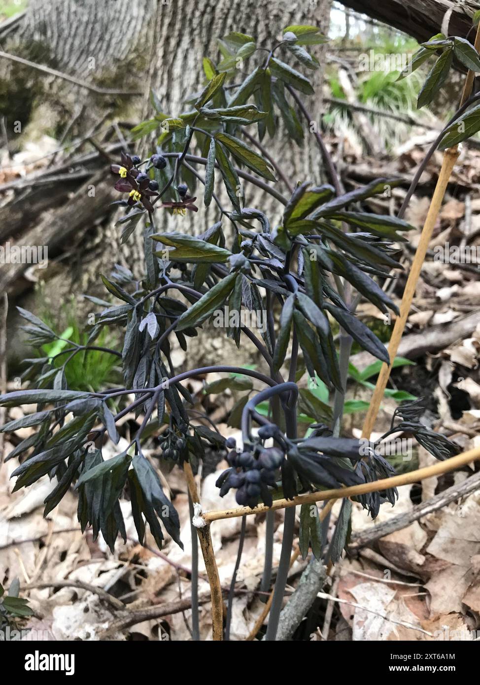 early blue cohosh (Caulophyllum giganteum) Plantae Stock Photo - Alamy
