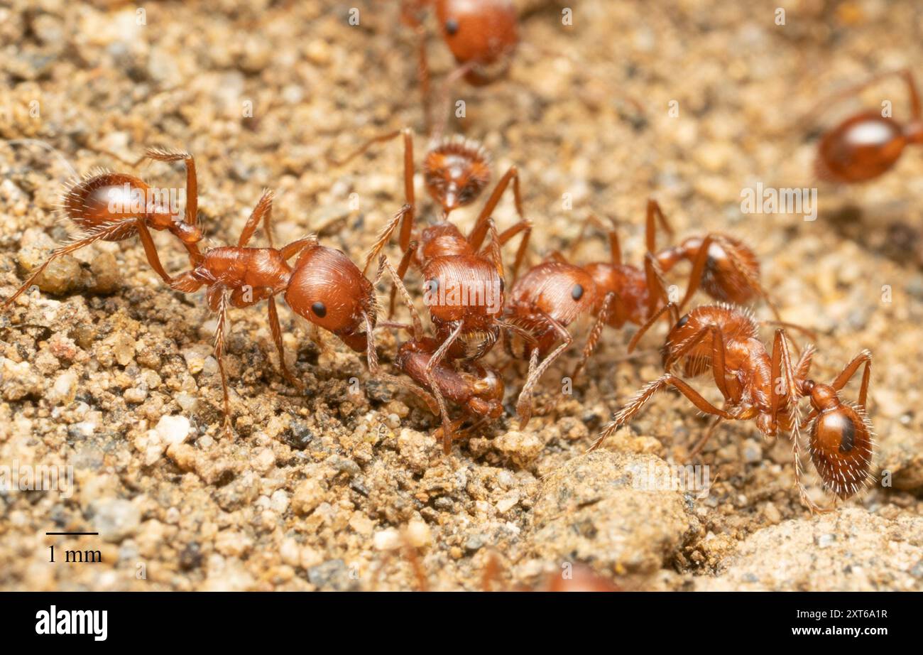 Typical American Harvester Ants (Pogonomyrmex) Insecta Stock Photo - Alamy