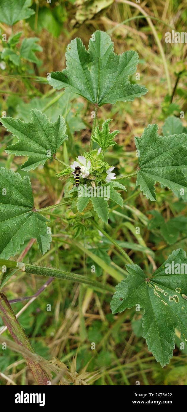 Diamond Spottail (Fazia micrura) Insecta Stock Photo - Alamy