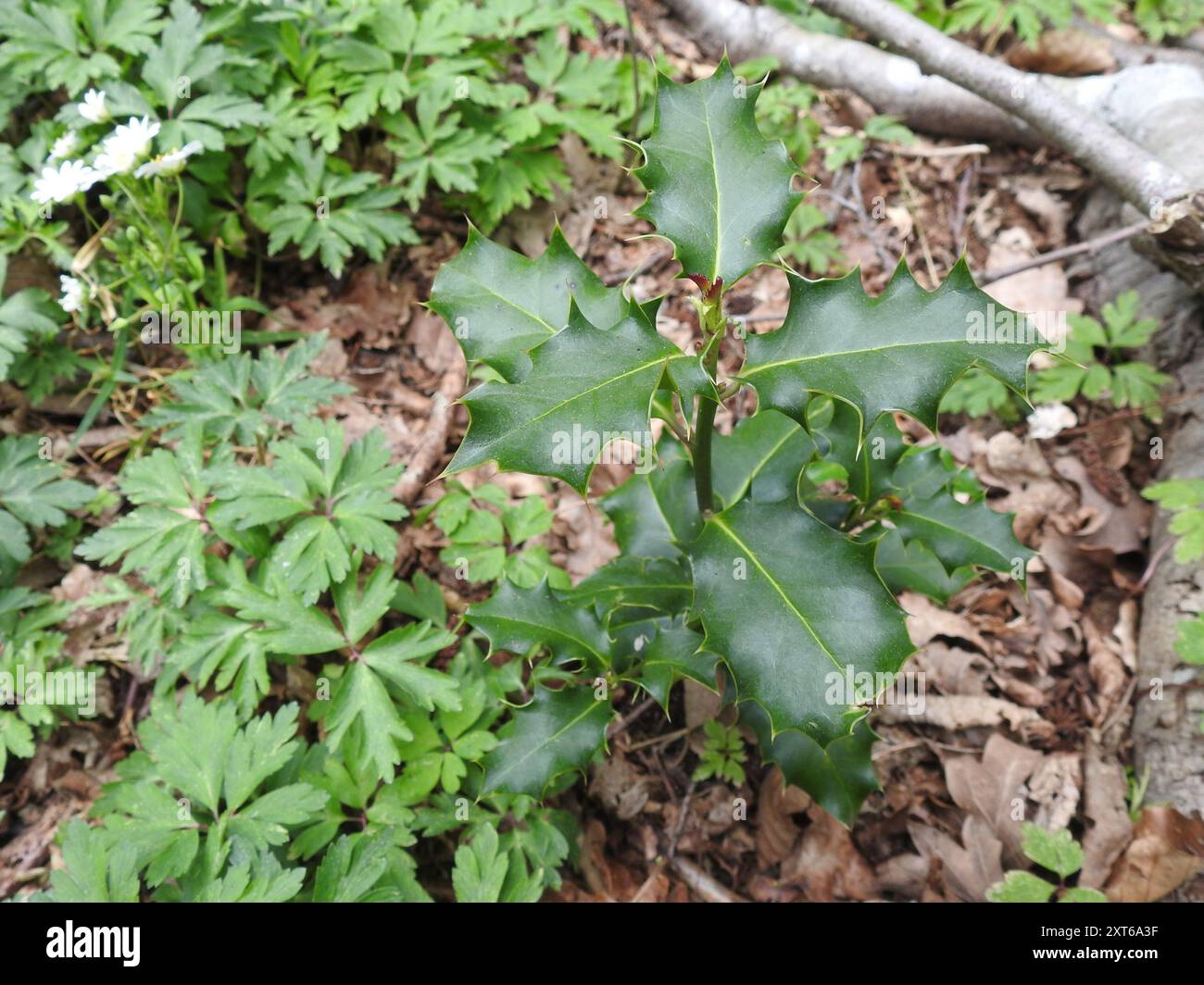 European holly (Ilex aquifolium) Plantae Stock Photo - Alamy