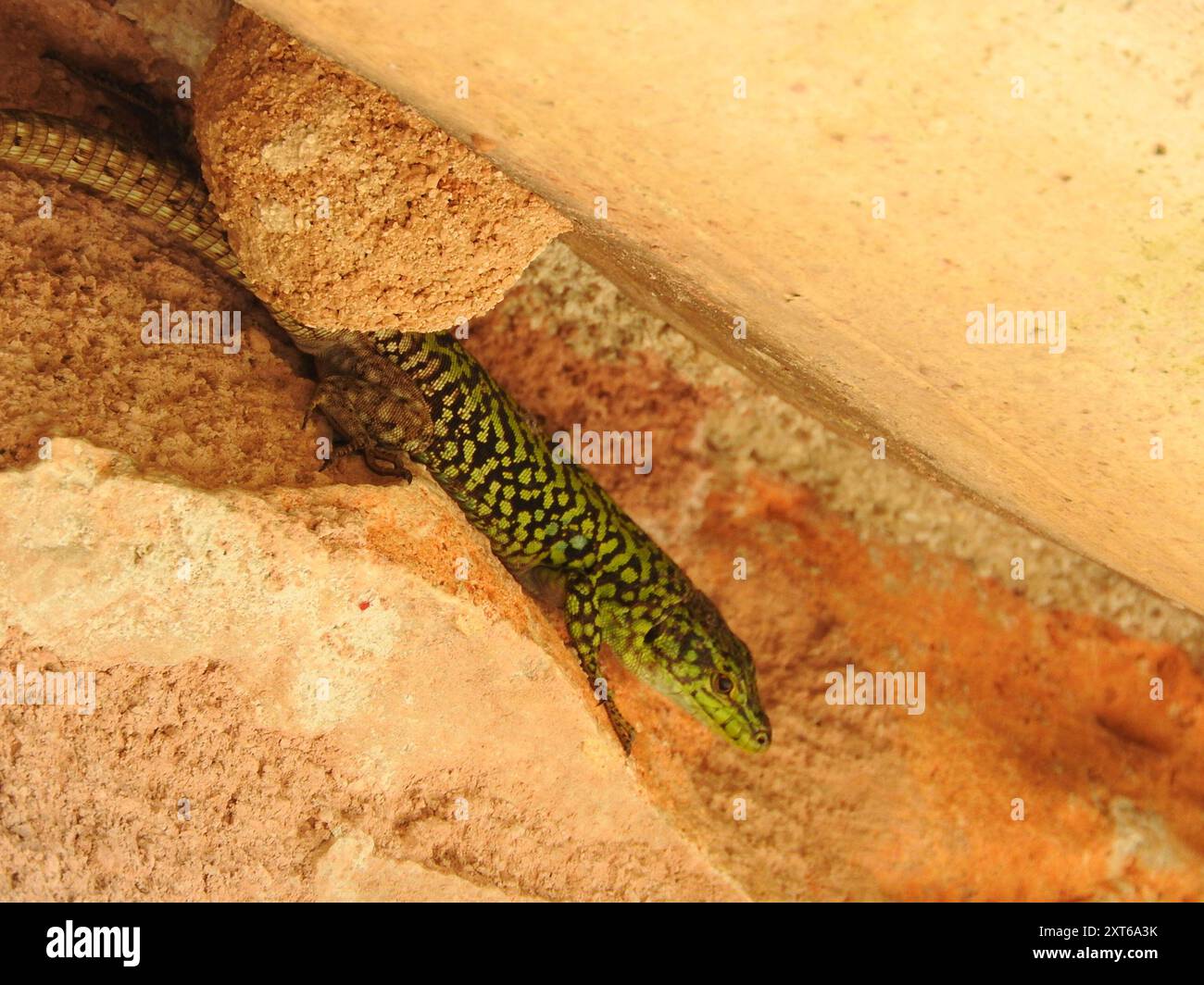 Italian Wall Lizard (Podarcis siculus) Reptilia Stock Photo - Alamy