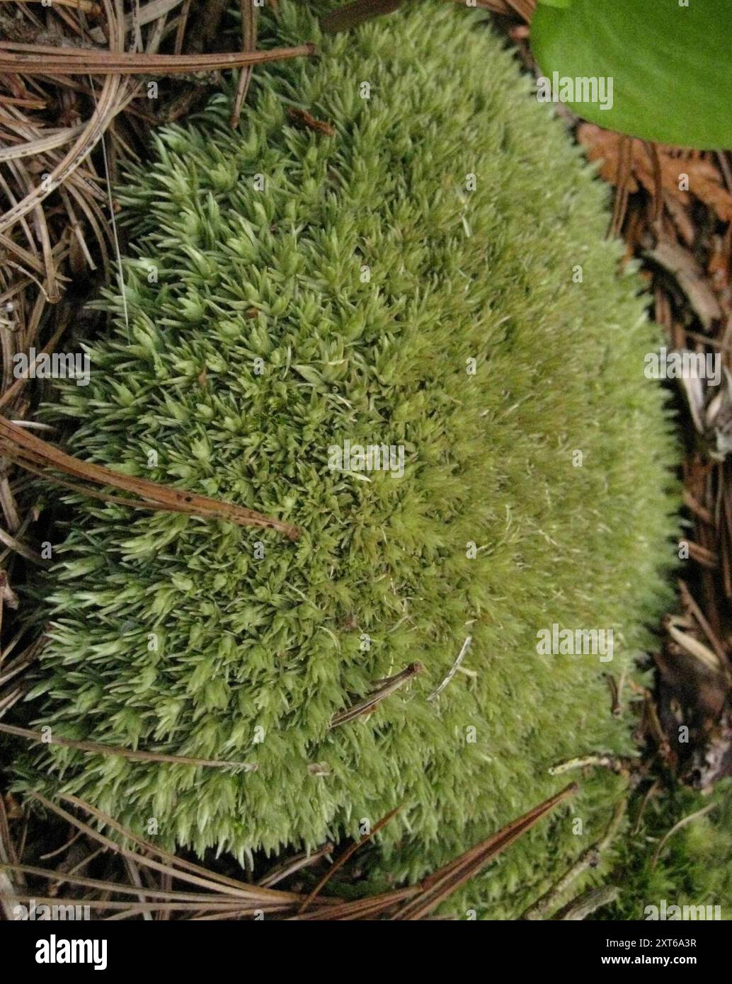 Pincushion Moss (Leucobryum glaucum) Plantae Stock Photo - Alamy