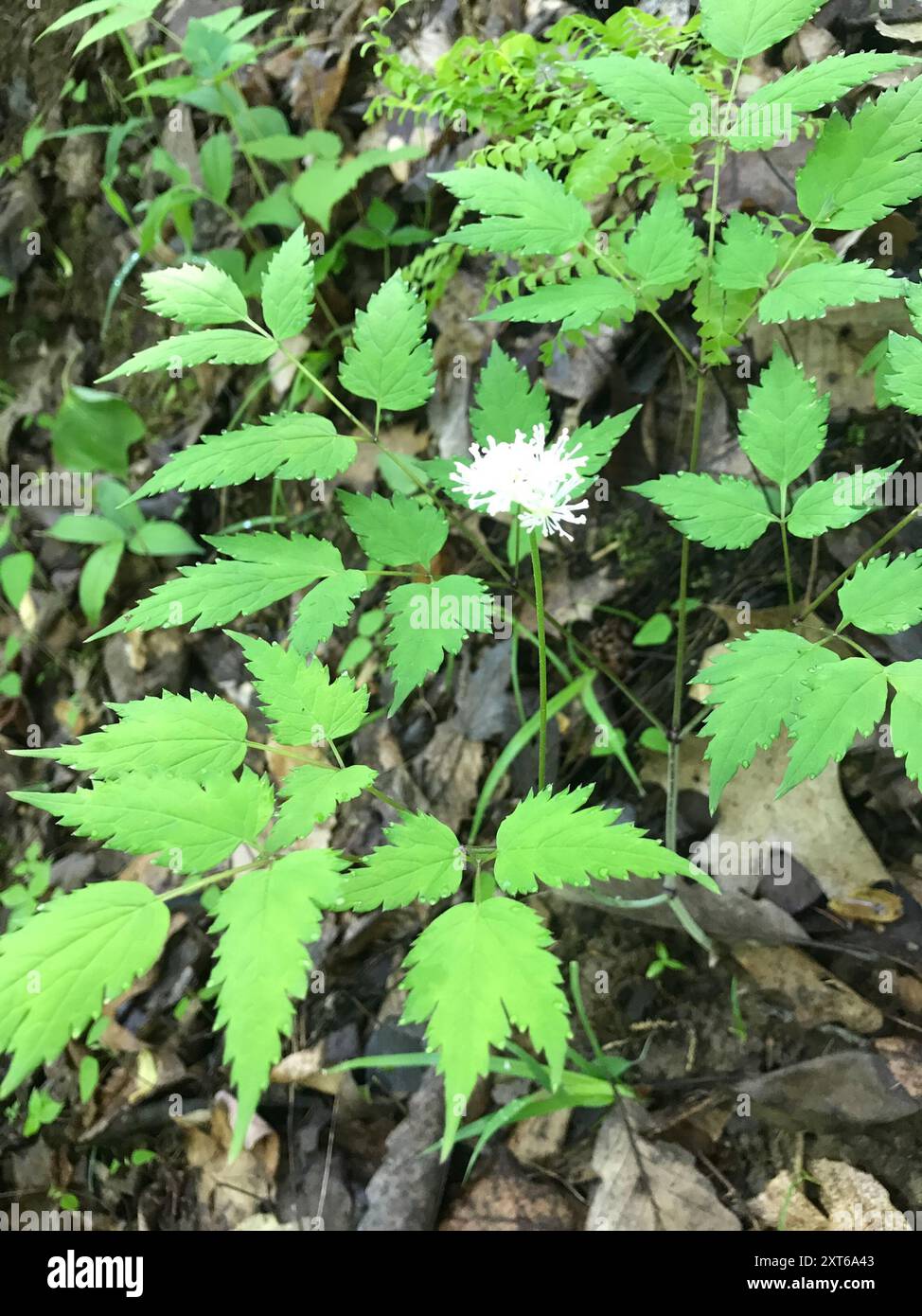 white baneberry (Actaea pachypoda) Plantae Stock Photo - Alamy