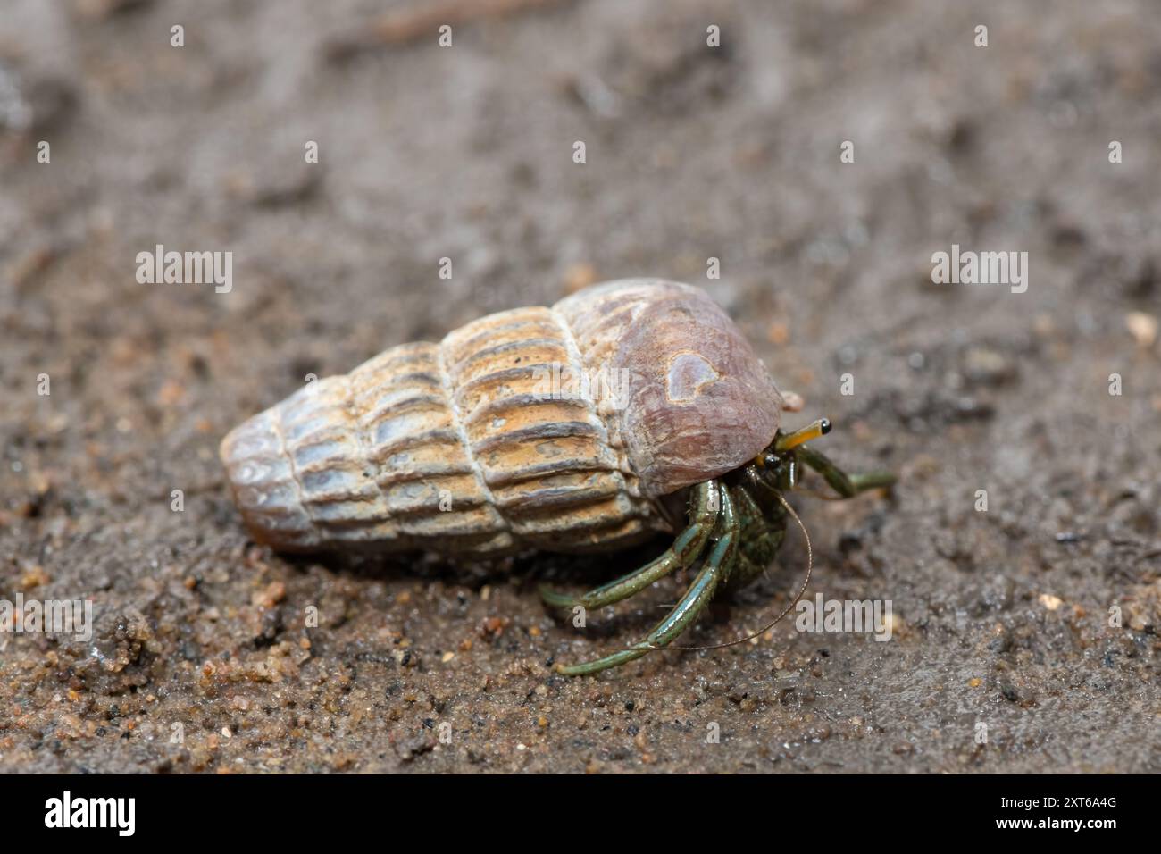 A cute hermit crab inhabiting the shell of a climbing whelk in the ...