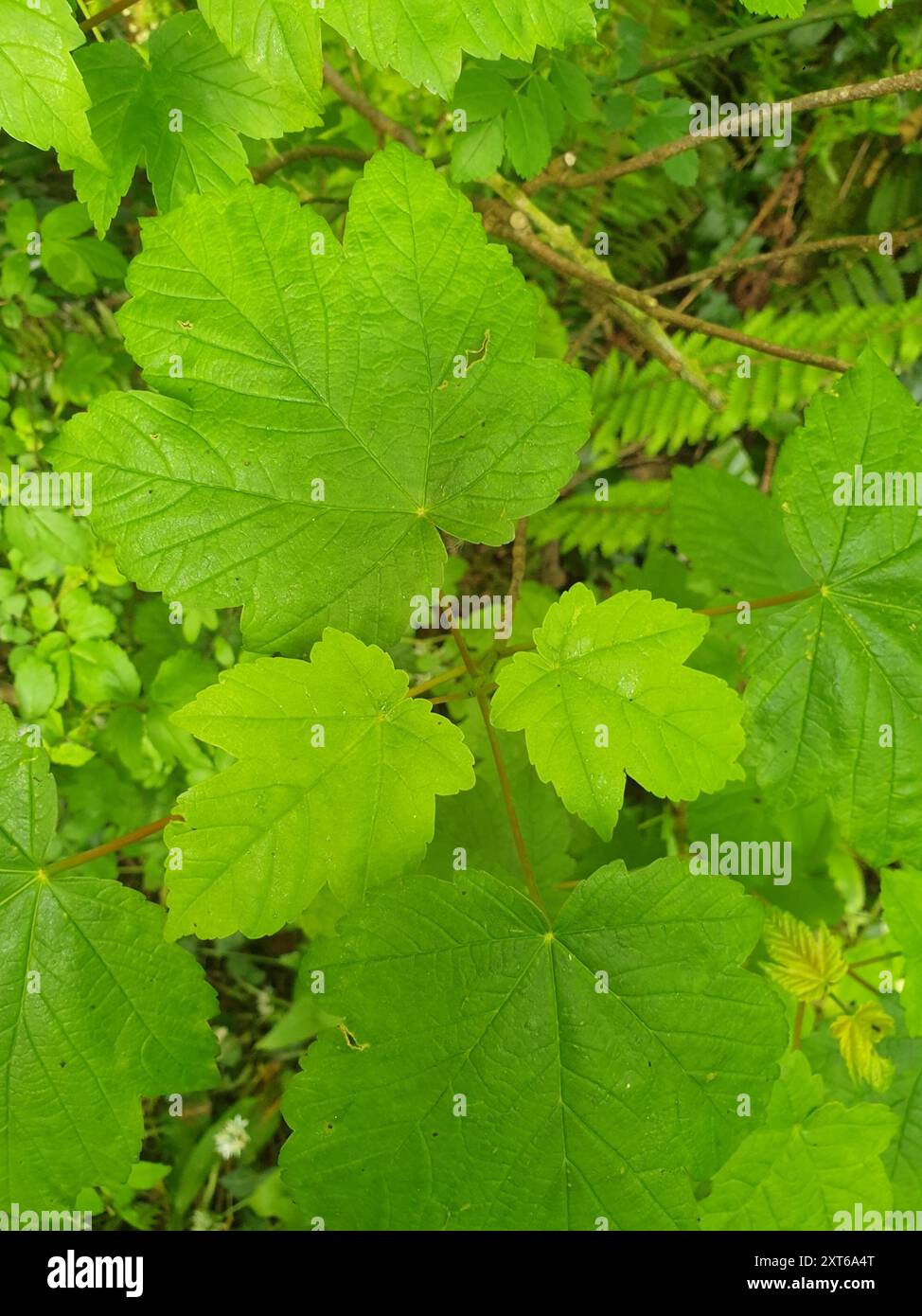 sycamore maple (Acer pseudoplatanus) Plantae Stock Photo - Alamy