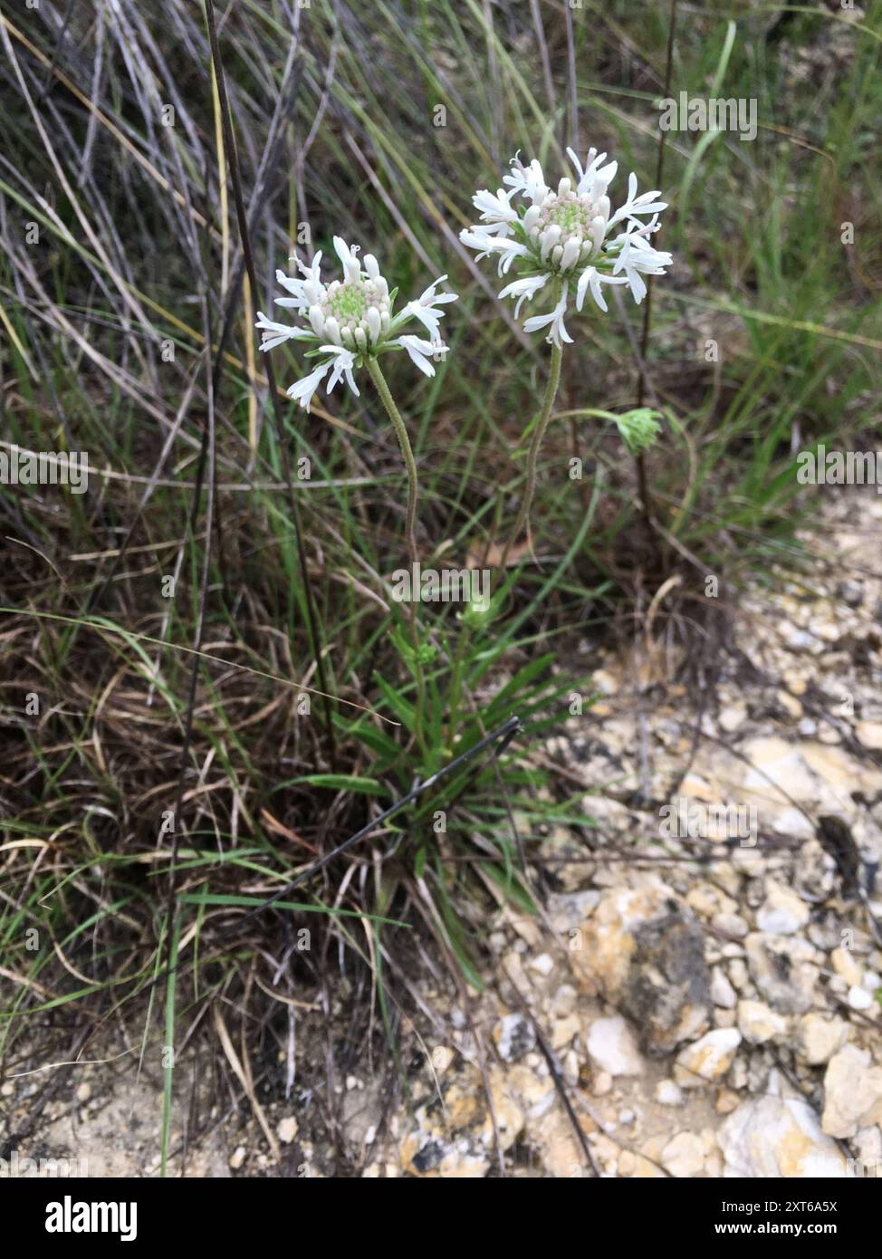 Barbara's-buttons (Marshallia caespitosa) Plantae Stock Photo - Alamy