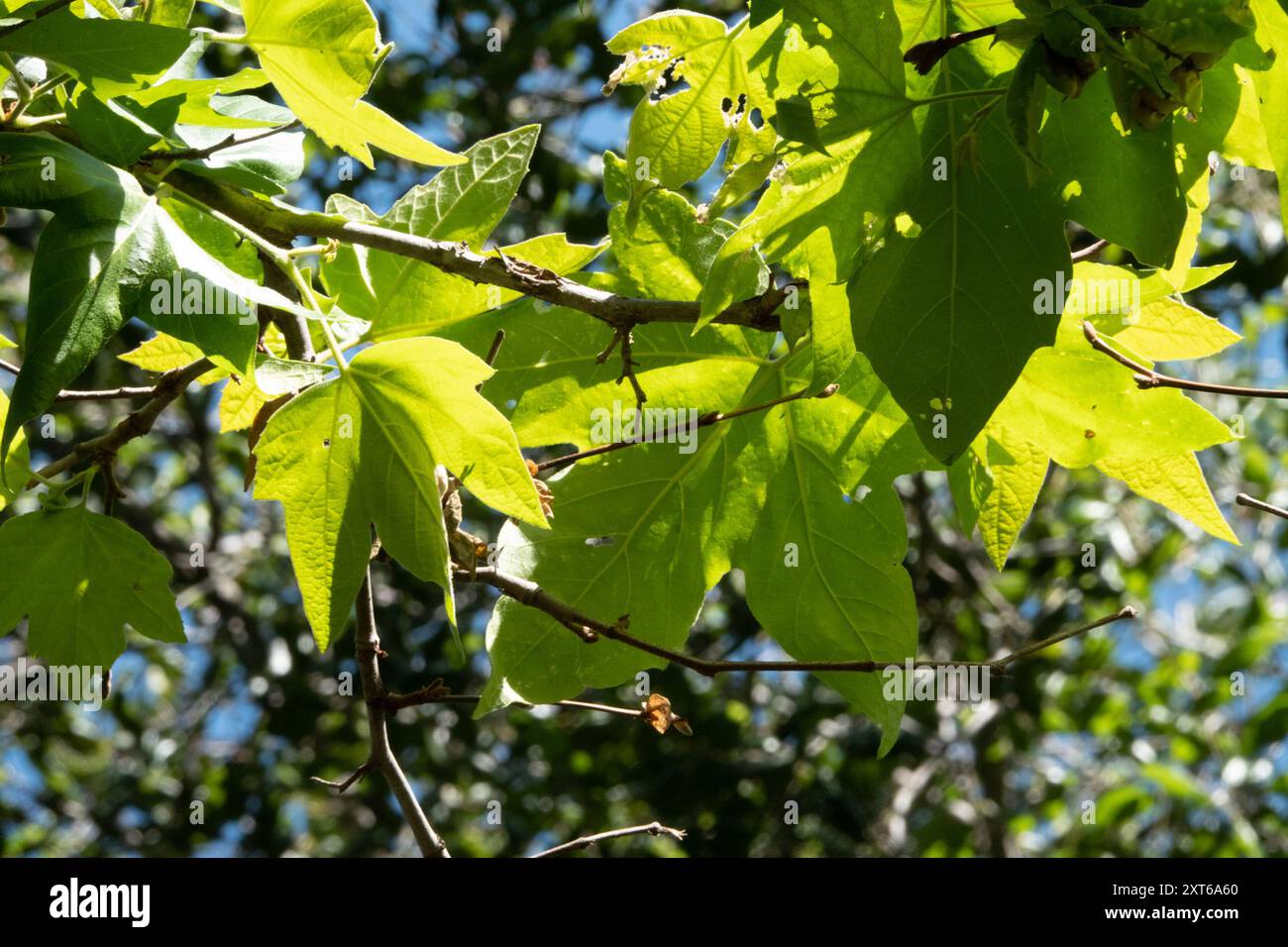 western sycamore (Platanus racemosa) Plantae Stock Photo - Alamy