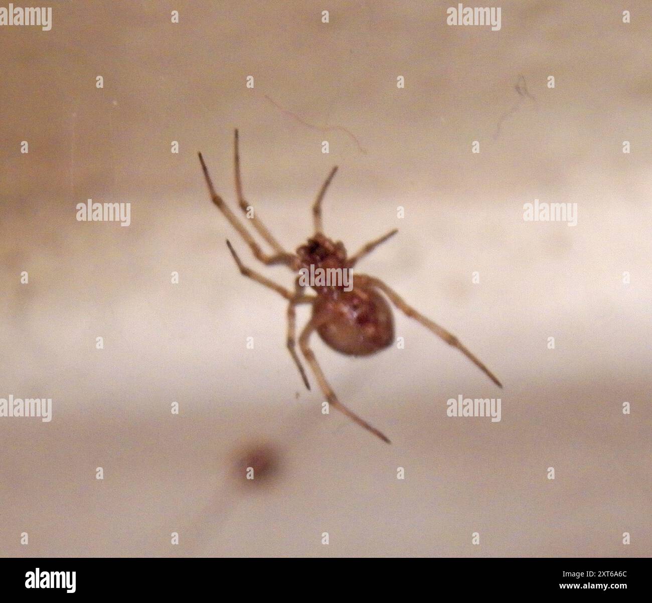 Common House Spider (Parasteatoda tepidariorum) Arachnida Stock Photo ...
