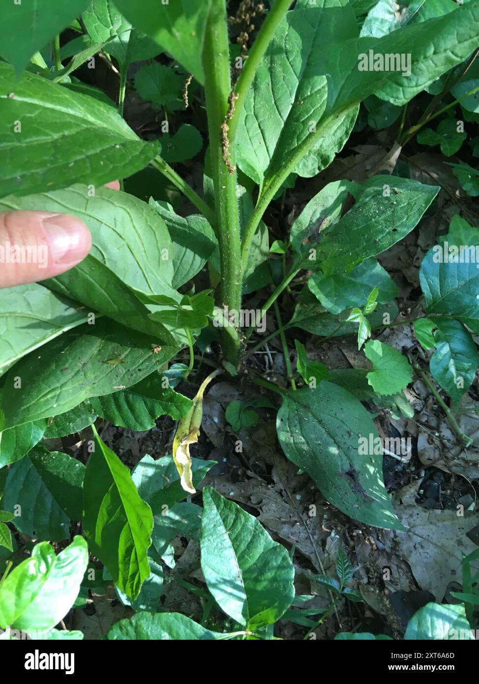 virginia stickseed (Hackelia virginiana) Plantae Stock Photo - Alamy