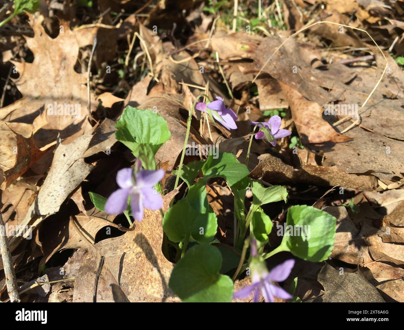 Labrador violet (Viola labradorica) Plantae Stock Photo - Alamy