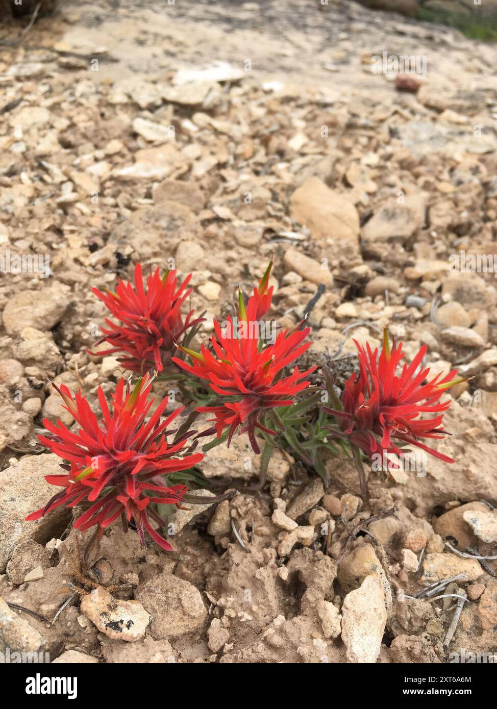 Zion Indian paintbrush (Castilleja scabrida scabrida) Plantae Stock ...