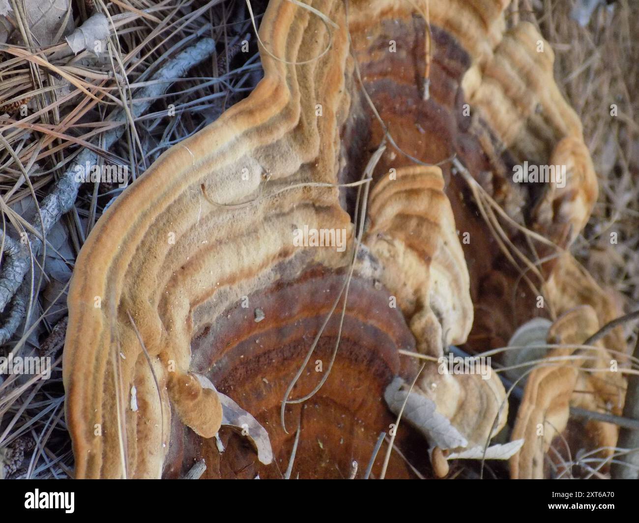 Dyer's Polypore (Phaeolus schweinitzii) Fungi Stock Photo - Alamy