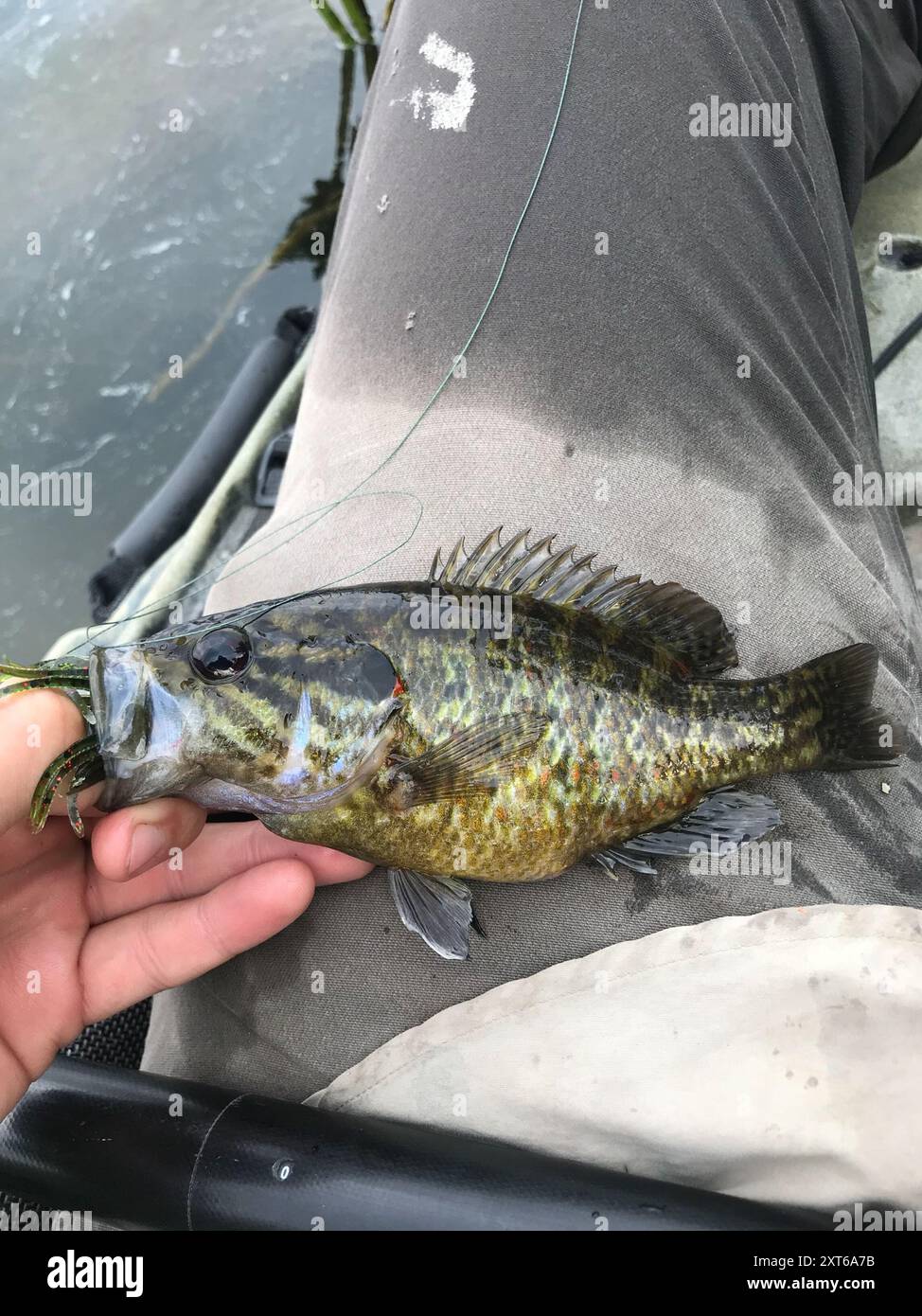 Warmouth (Lepomis gulosus) Actinopterygii Stock Photo - Alamy