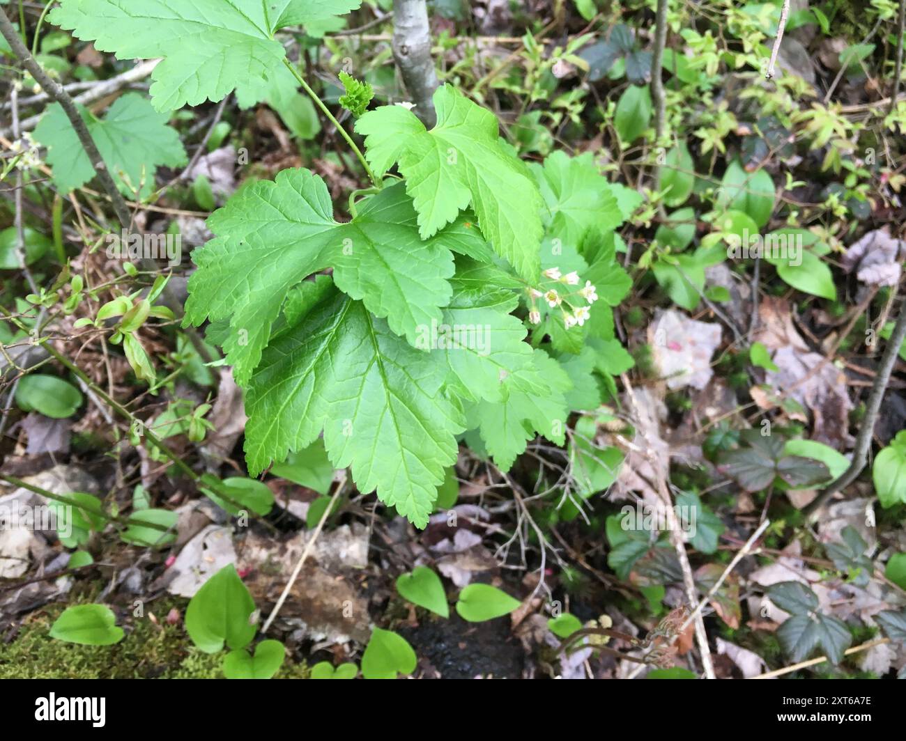 skunk currant (Ribes glandulosum) Plantae Stock Photo - Alamy