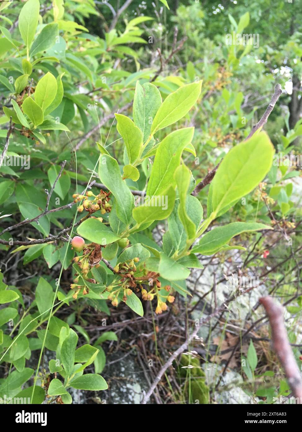 black huckleberry (Gaylussacia baccata) Plantae Stock Photo - Alamy