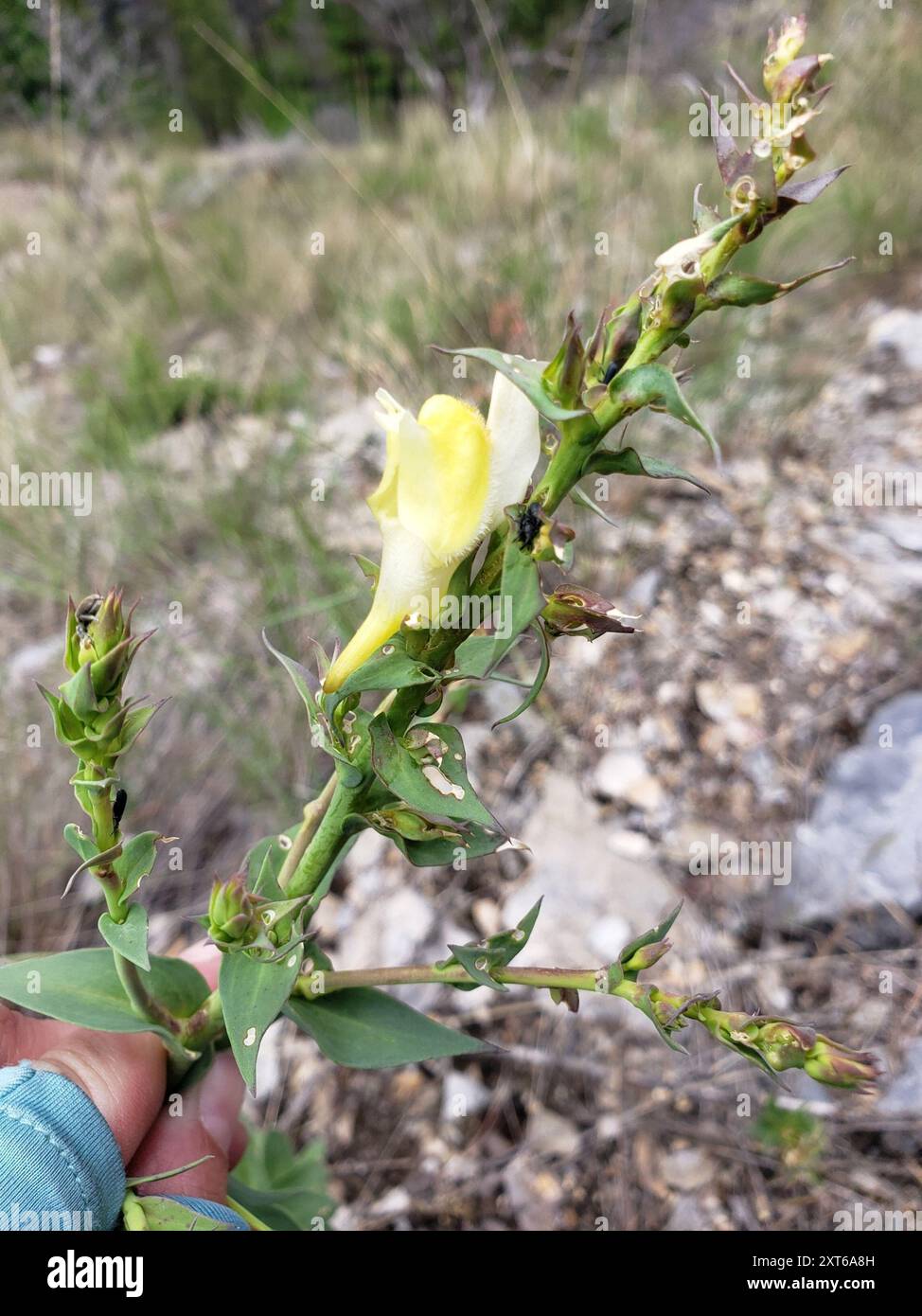 Balkan toadflax (Linaria dalmatica) Plantae Stock Photo - Alamy