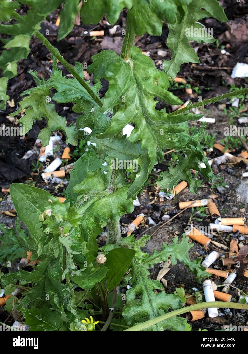 Eastern Groundsel (Senecio vernalis) Plantae Stock Photo - Alamy