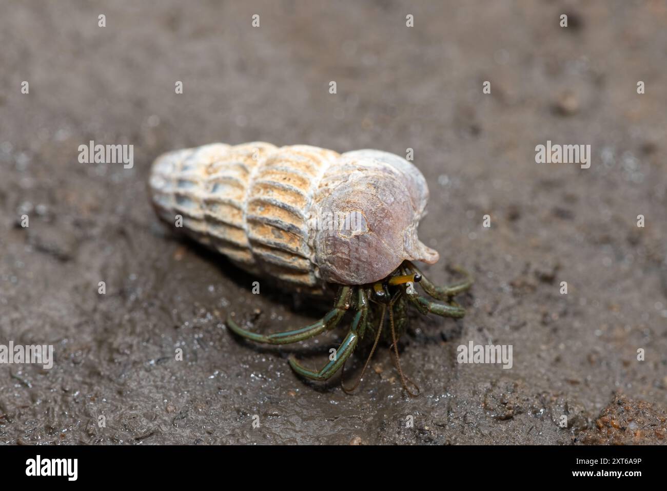A cute hermit crab inhabiting the shell of a climbing whelk in the ...