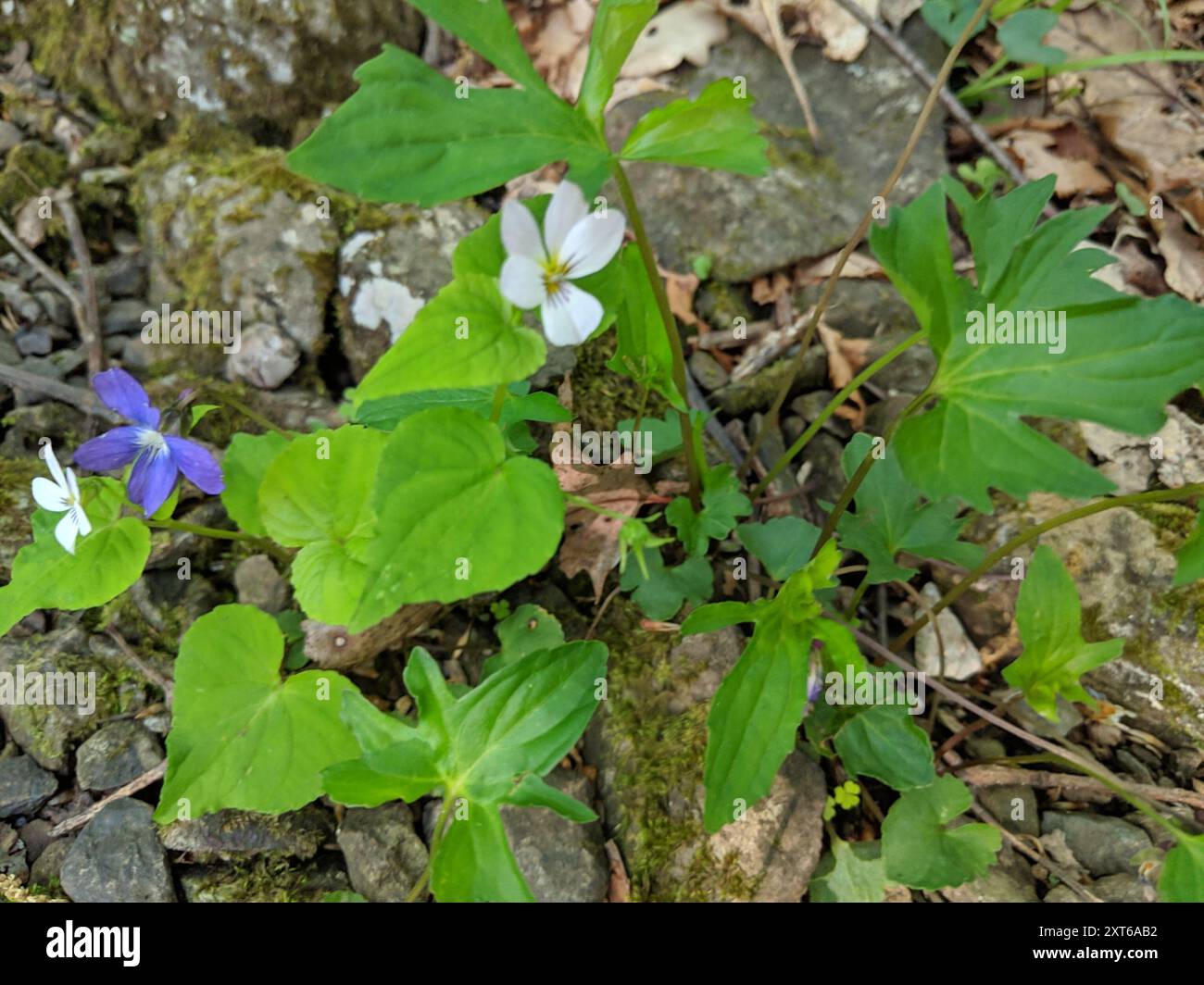 Canada Violet (Viola canadensis) Plantae Stock Photo - Alamy