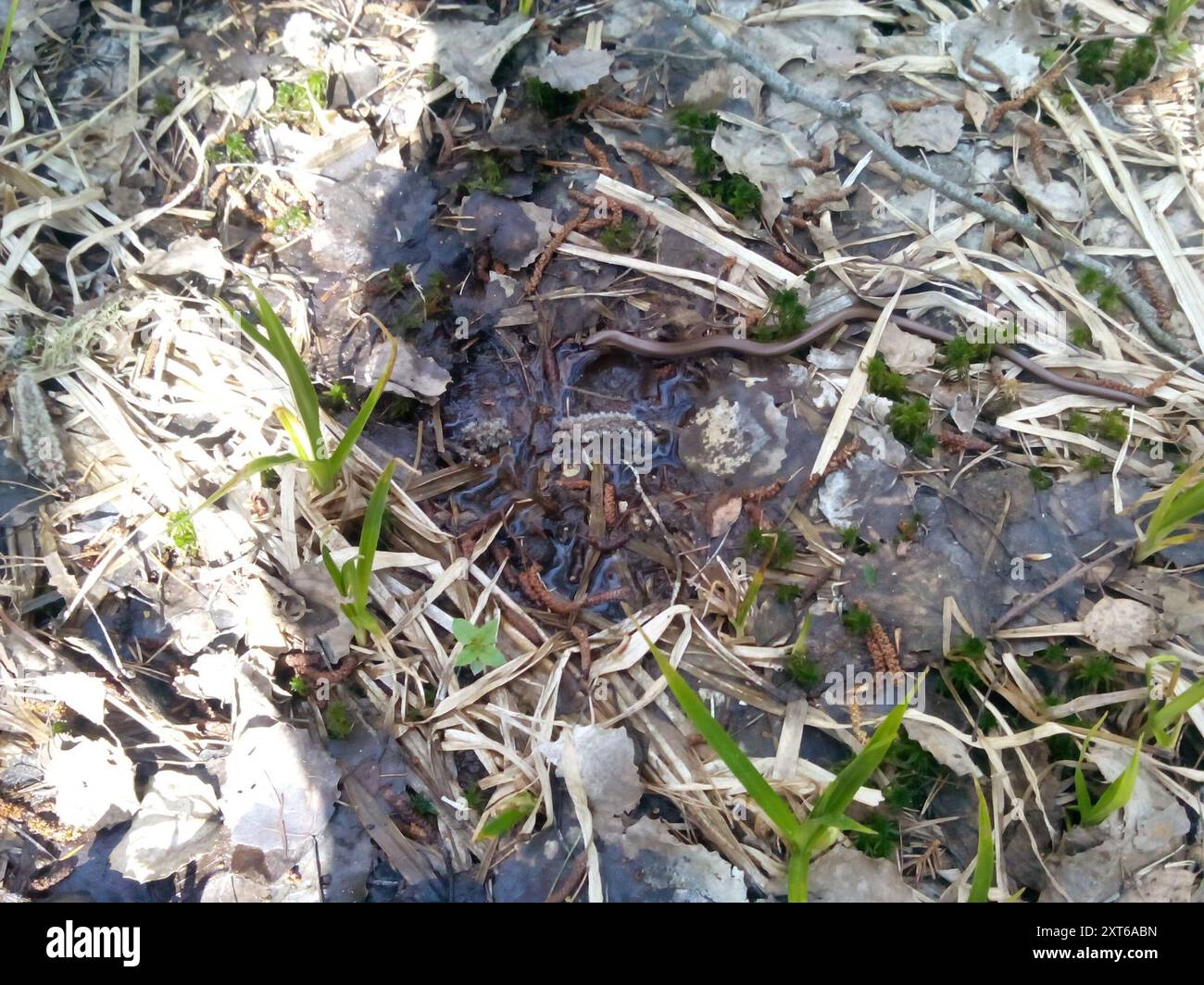Eastern slowworm hi-res stock photography and images - Alamy