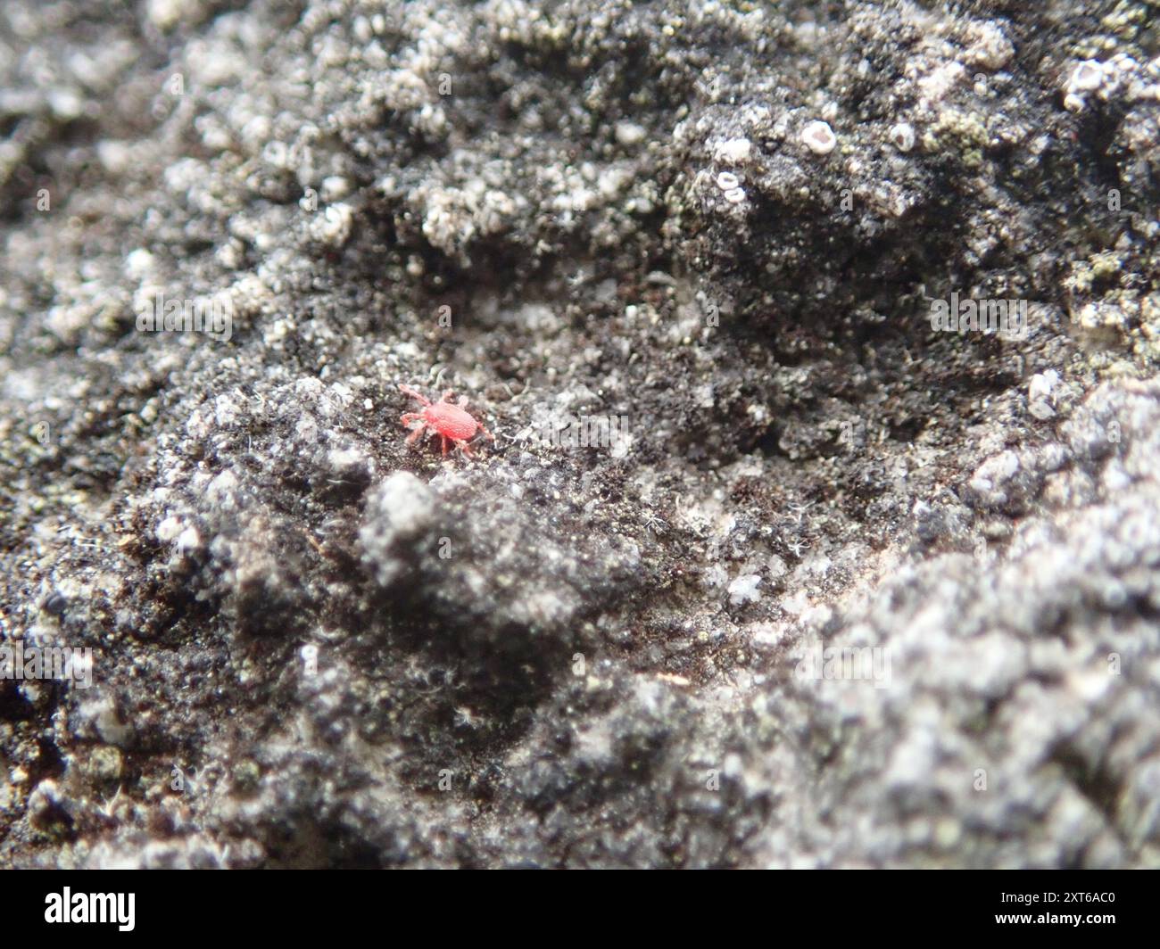 Mites and Ticks (Acari) Arachnida Stock Photo - Alamy