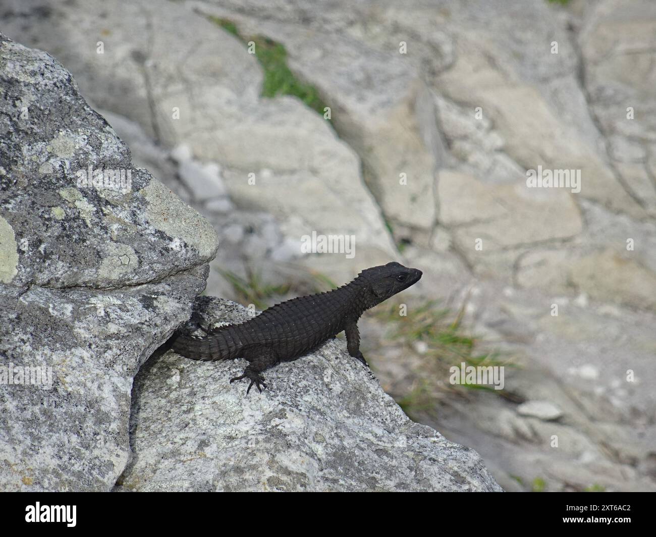 Black Girdled Lizard (Cordylus niger) Reptilia Stock Photo - Alamy