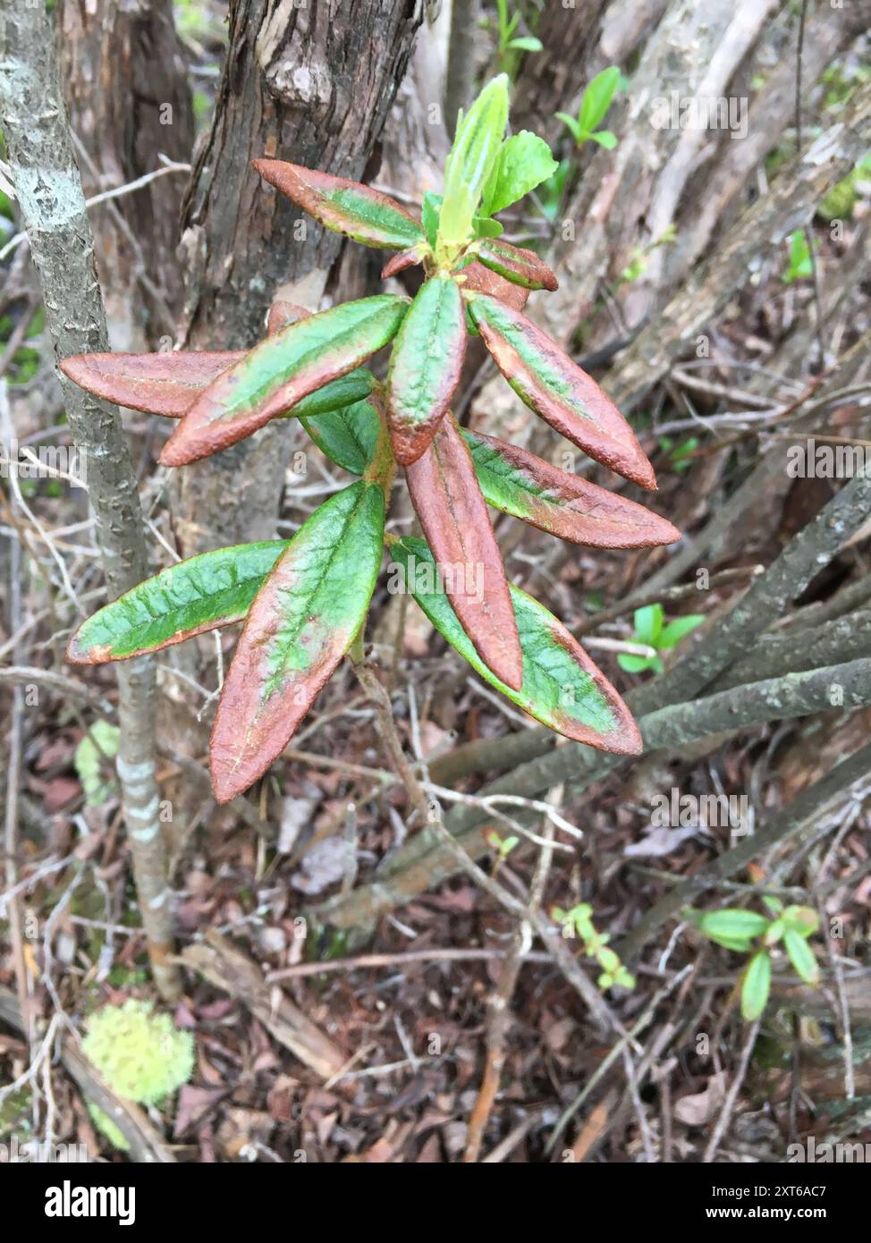 Bog Labrador Tea (Rhododendron groenlandicum) Plantae Stock Photo - Alamy