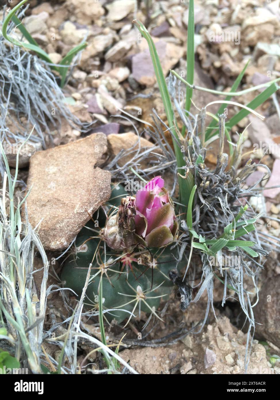 Hookless hi-res stock photography and images - Alamy