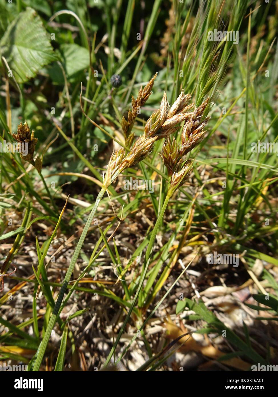 sand sedge (Carex arenaria) Plantae Stock Photo - Alamy