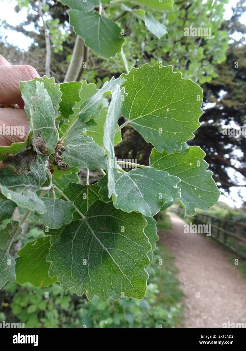 European aspen (Populus tremula) Plantae Stock Photo - Alamy