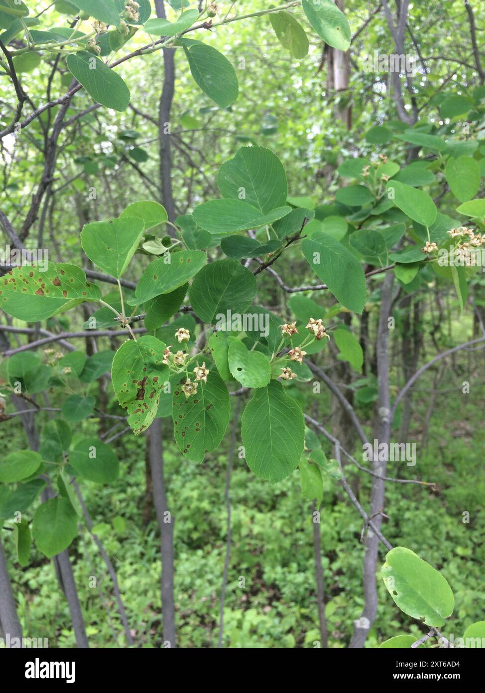 Running Serviceberry (Amelanchier stolonifera) Plantae Stock Photo - Alamy