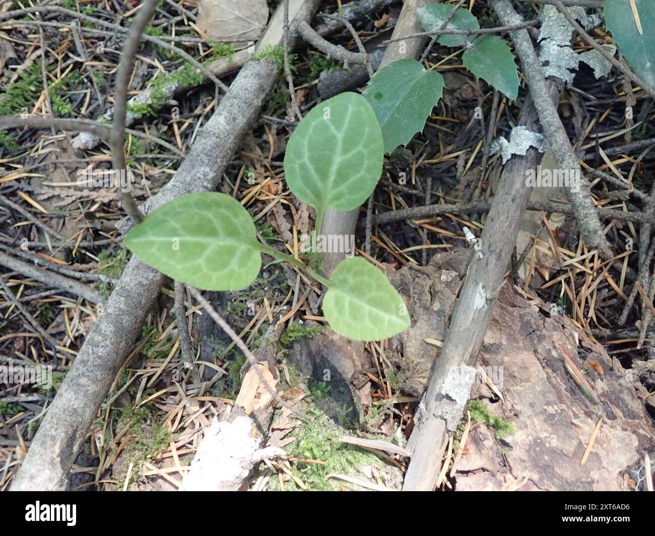 white-veined wintergreen (Pyrola picta) Plantae Stock Photo - Alamy