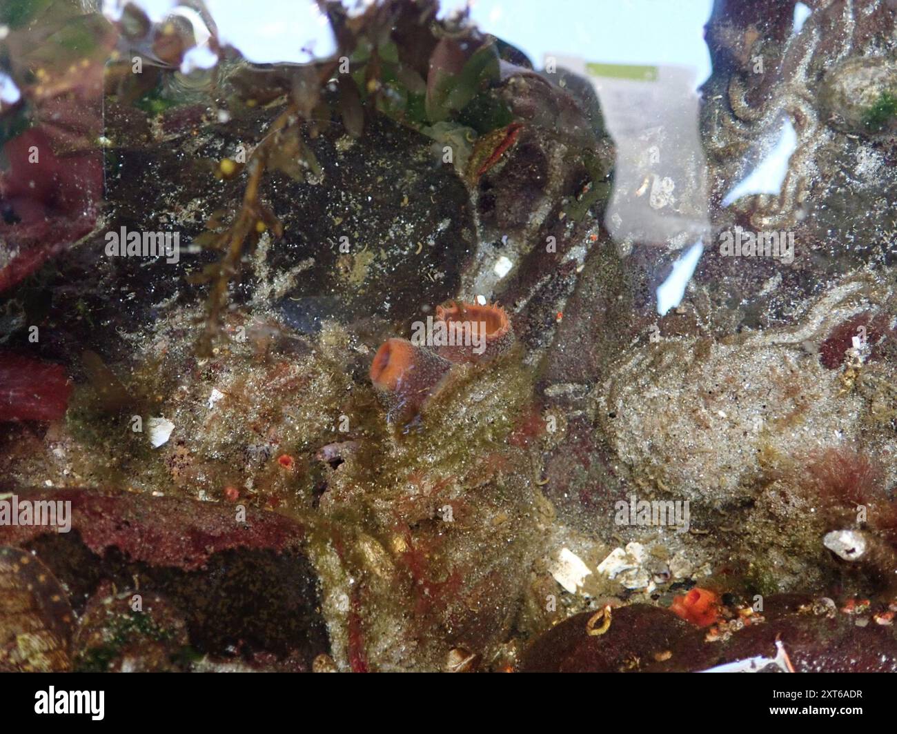 Northwest Ugly Clam (Entodesma navicula) Mollusca Stock Photo - Alamy