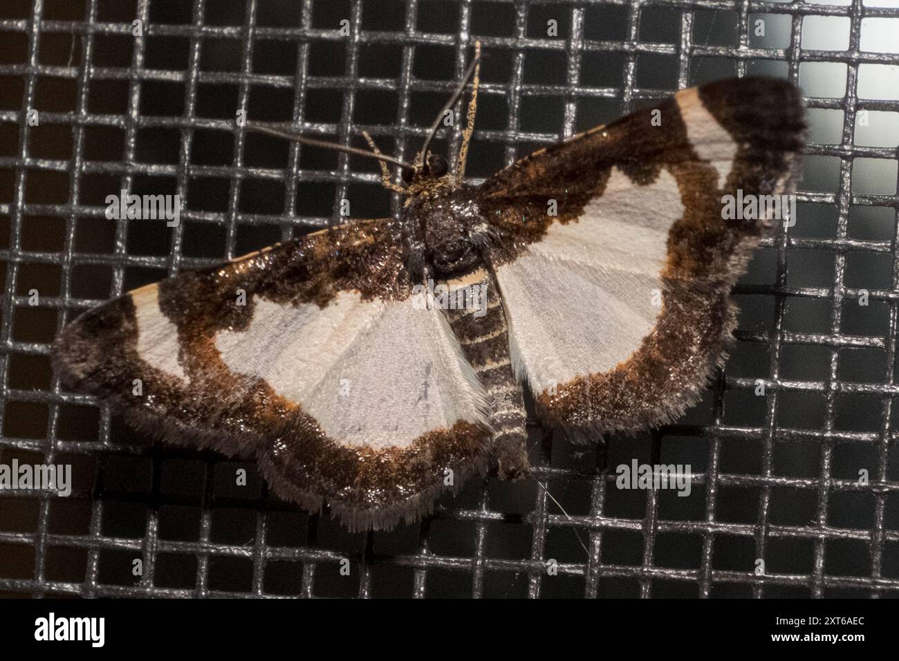 Common Spring Moth (Heliomata cycladata) Insecta Stock Photo - Alamy