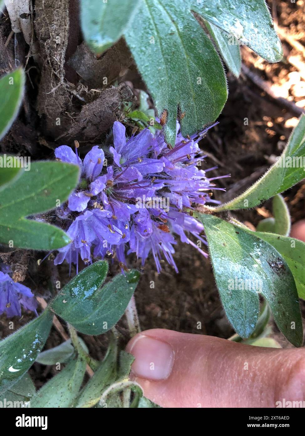 alpine waterleaf (Hydrophyllum alpestre) Plantae Stock Photo - Alamy