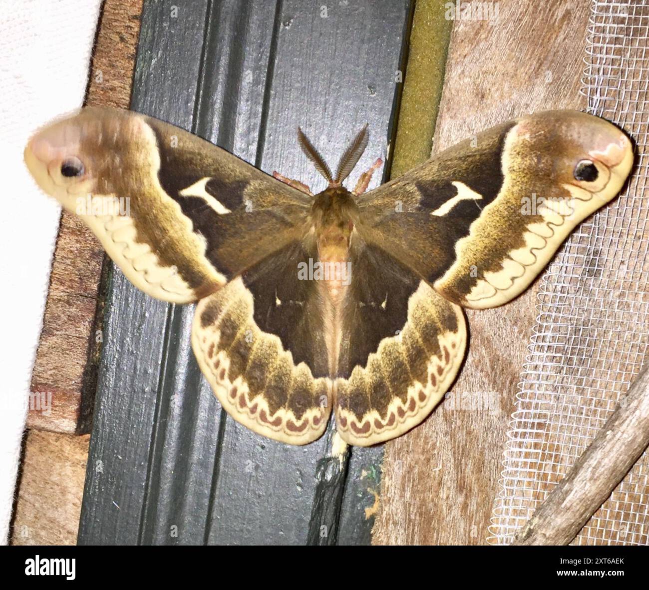 Tulip-tree Silkmoth (Callosamia angulifera) Insecta Stock Photo - Alamy