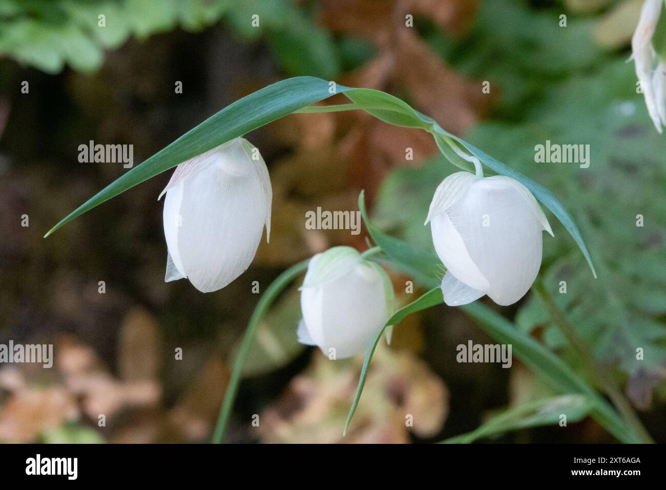 White Globe Lily (Calochortus albus) Plantae Stock Photo - Alamy