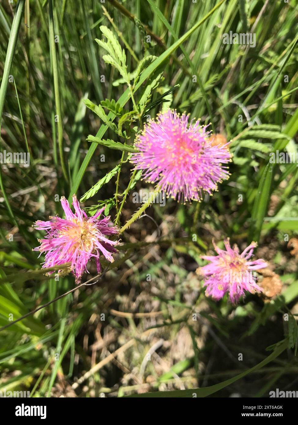 sensitive plants (Mimosa) Plantae Stock Photo - Alamy