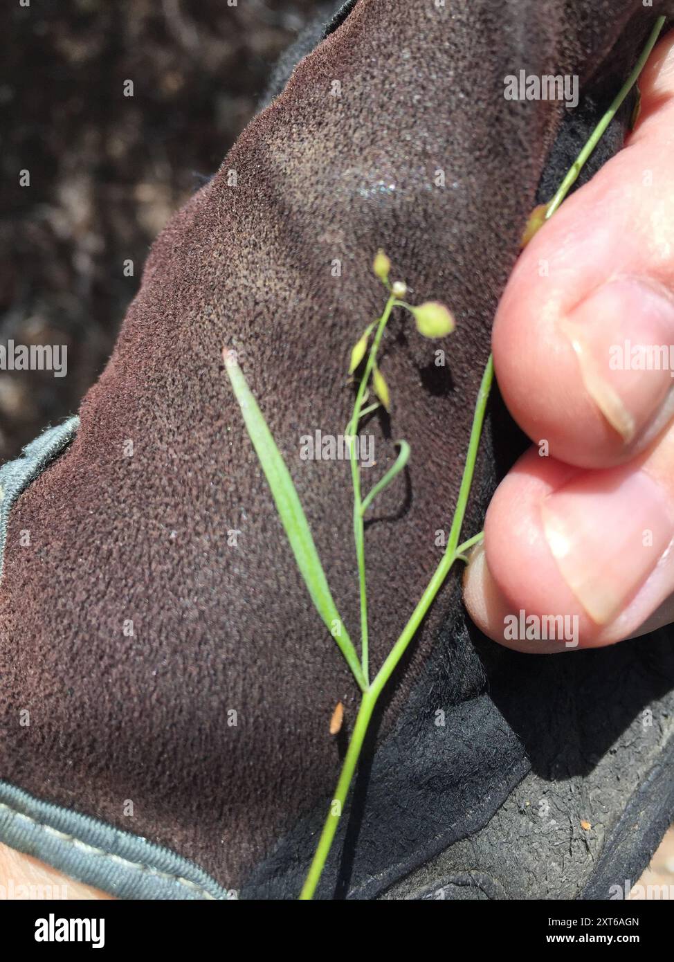 Mountain fringepod (Thysanocarpus laciniatus) Plantae Stock Photo - Alamy