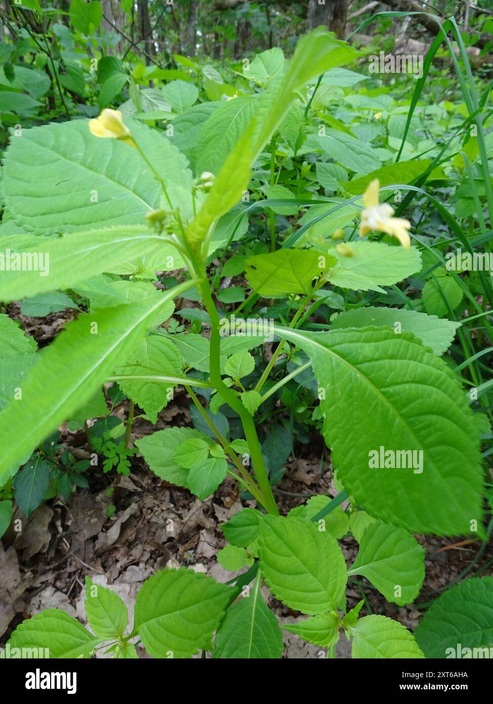 small balsam (Impatiens parviflora) Plantae Stock Photo - Alamy