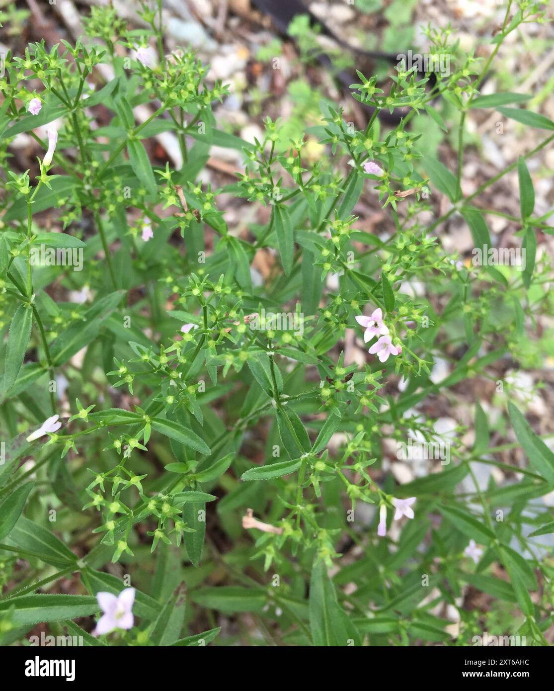 Venus' Pride (Houstonia purpurea calycosa) Plantae Stock Photo - Alamy