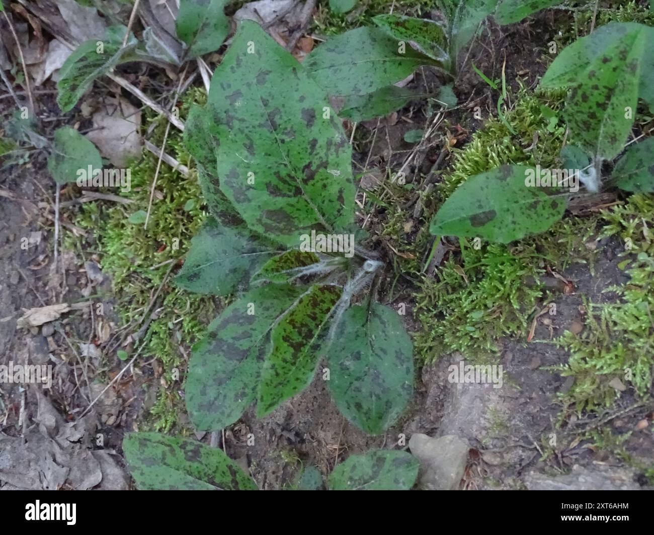 Spotted Hawkweed (Hieracium maculatum) Plantae Stock Photo - Alamy