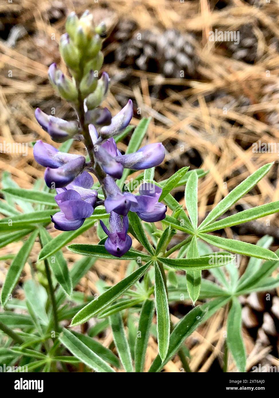 Longspur Lupine (Lupinus arbustus) Plantae Stock Photo - Alamy