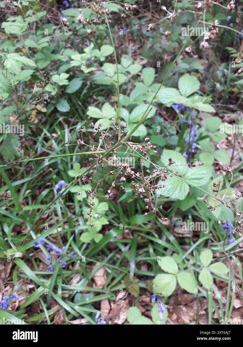 Hairy Woodrush (Luzula pilosa) Plantae Stock Photo - Alamy