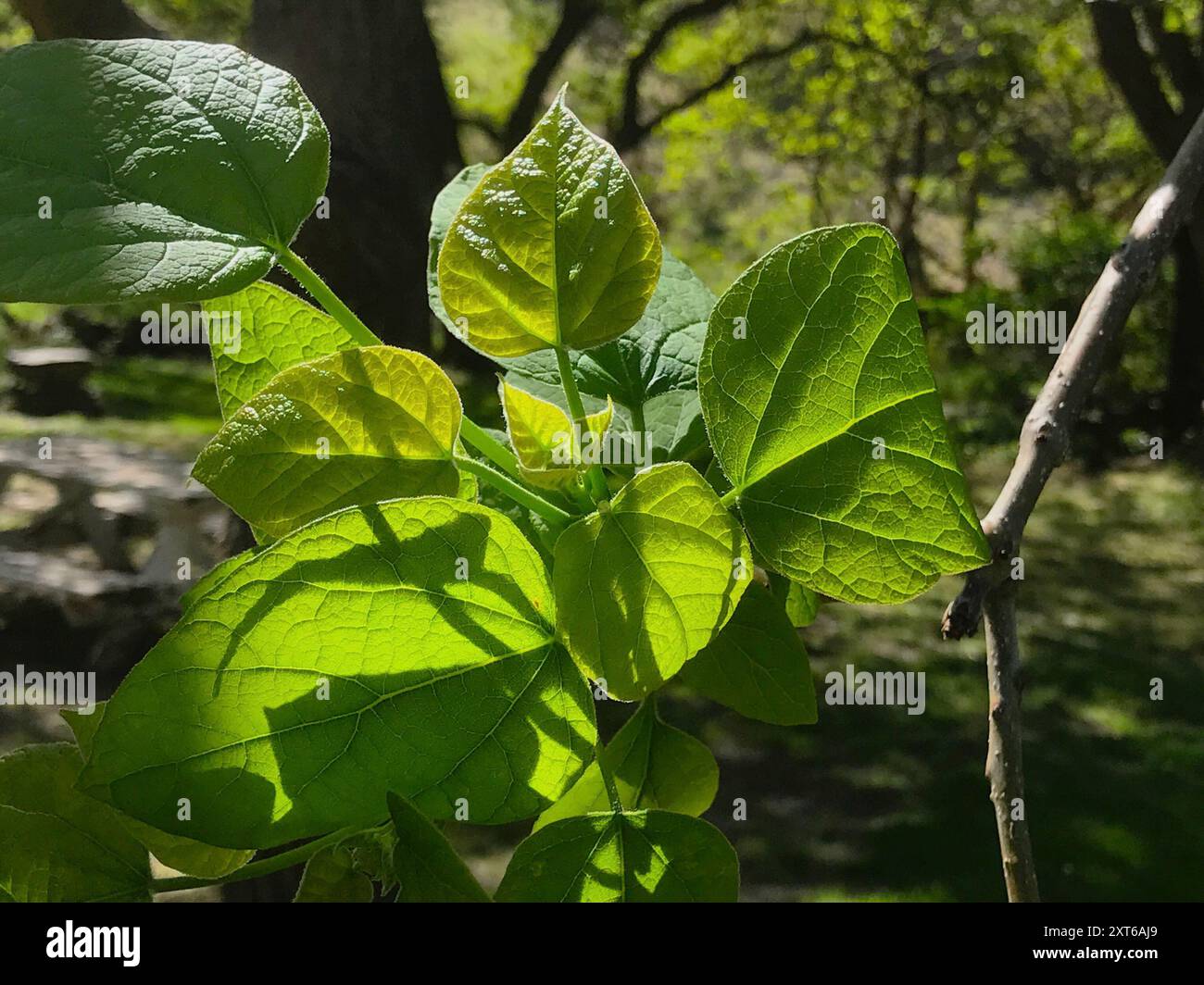 netleaf hackberry (Celtis reticulata) Plantae Stock Photo - Alamy