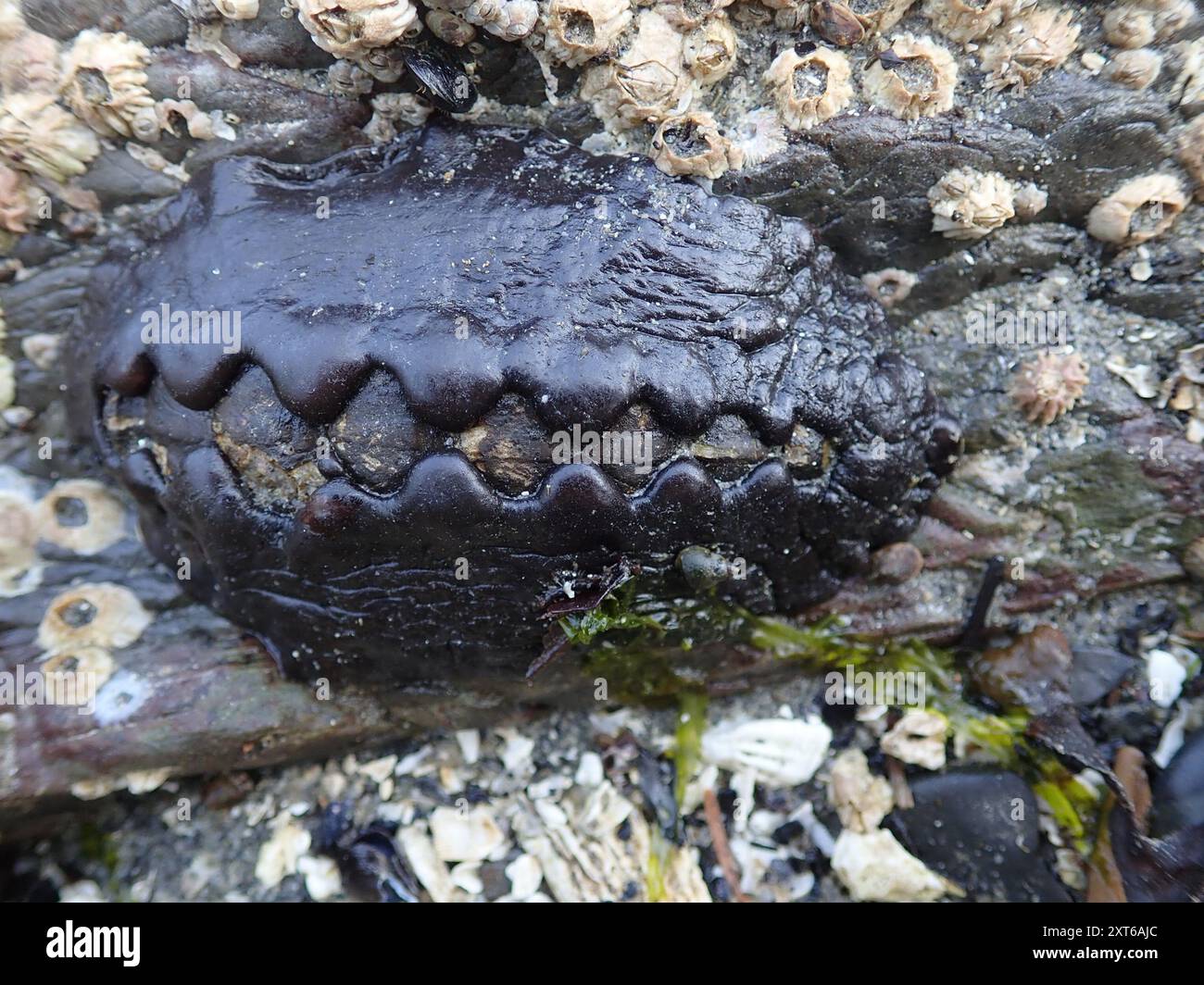 Leather chiton hi-res stock photography and images - Alamy