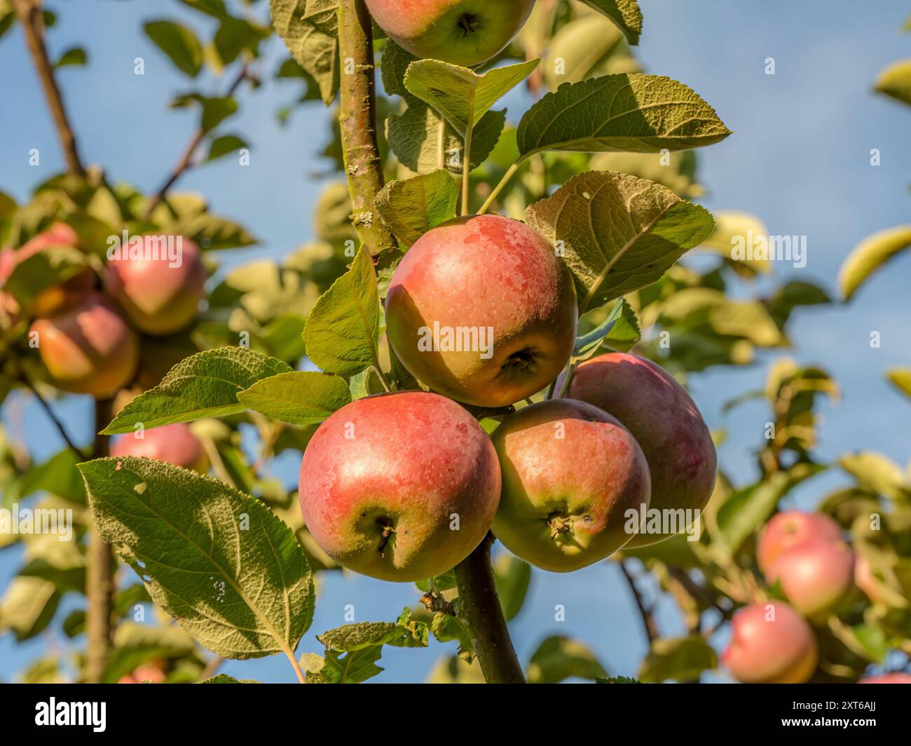 Apples ripening on the tree hi-res stock photography and images - Alamy